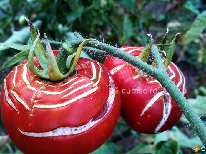 Stropirea rosiilor cu lapte. Cum sa aplici acest tratament in gradina ...