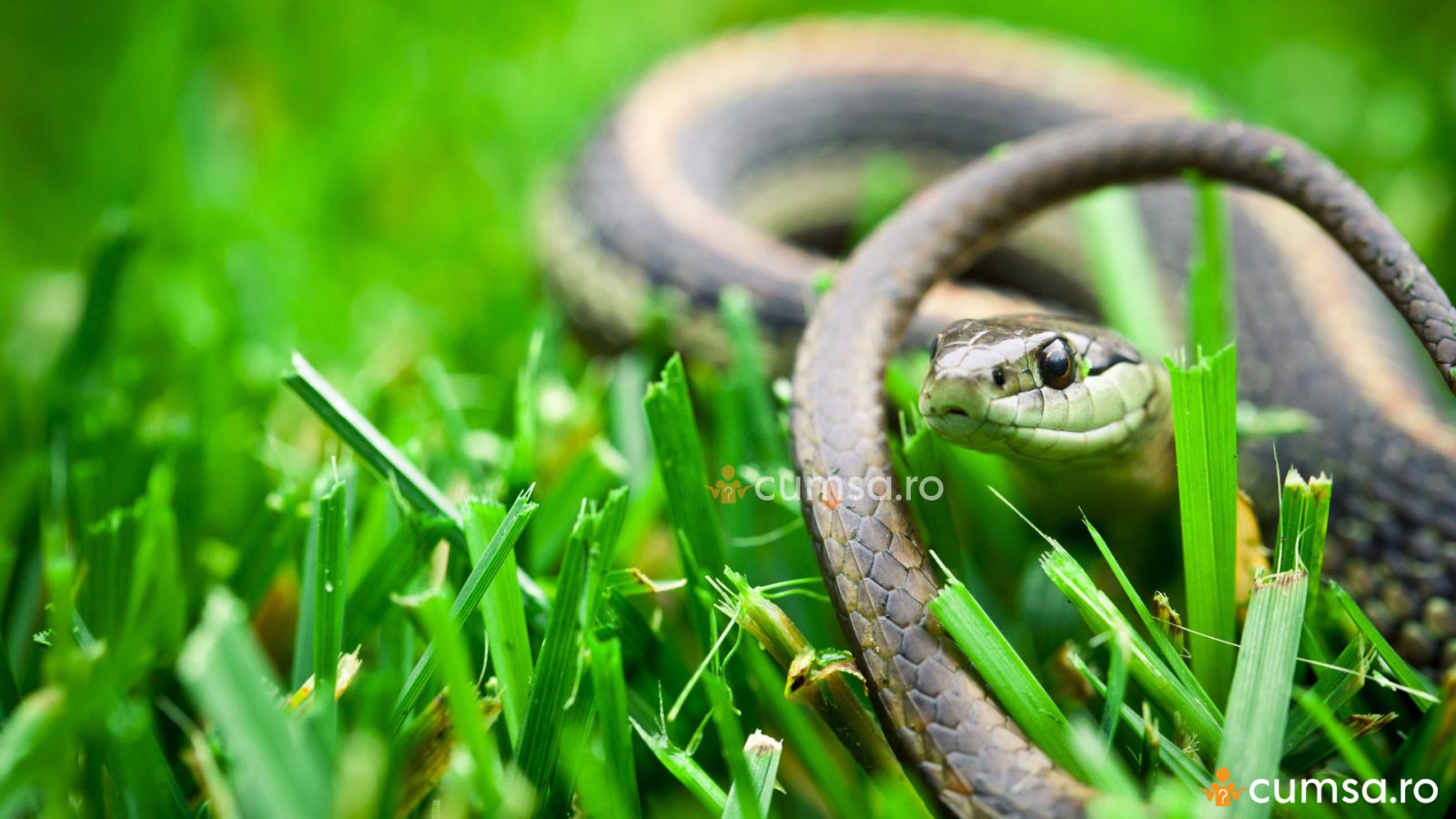 Cum sa scapi de serpi, care sunt cele mai bune solutii - cumsa.ro
