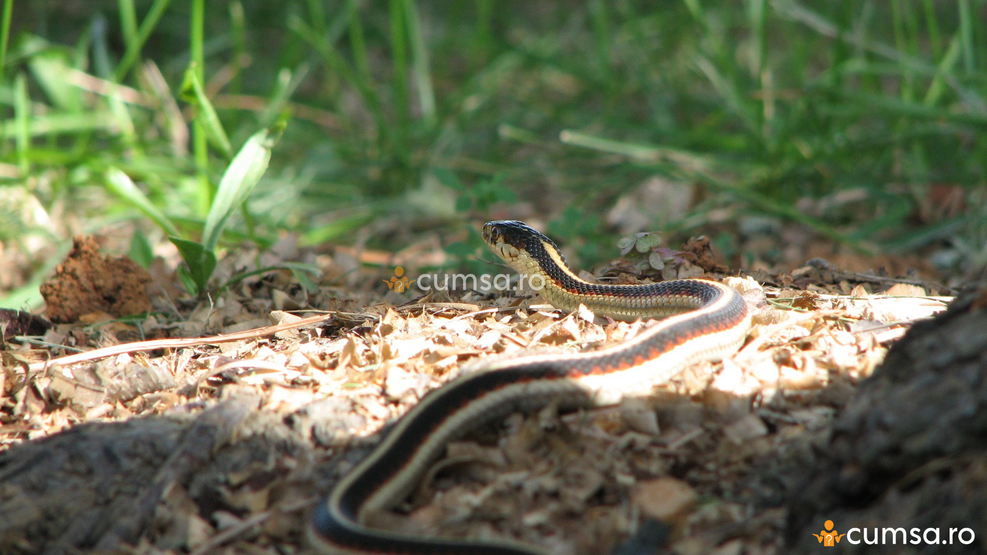 Cum sa scapi de serpi, care sunt cele mai bune solutii - cumsa.ro