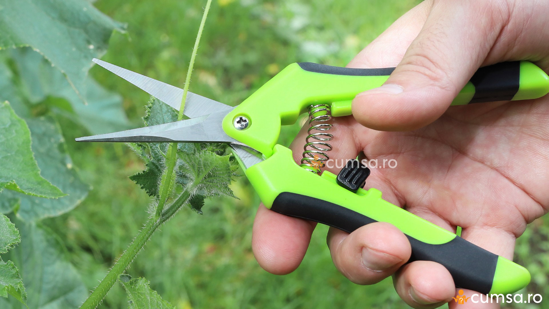 Cum sa faci copilirea castravetilor din gradina sau solar - cumsa.ro