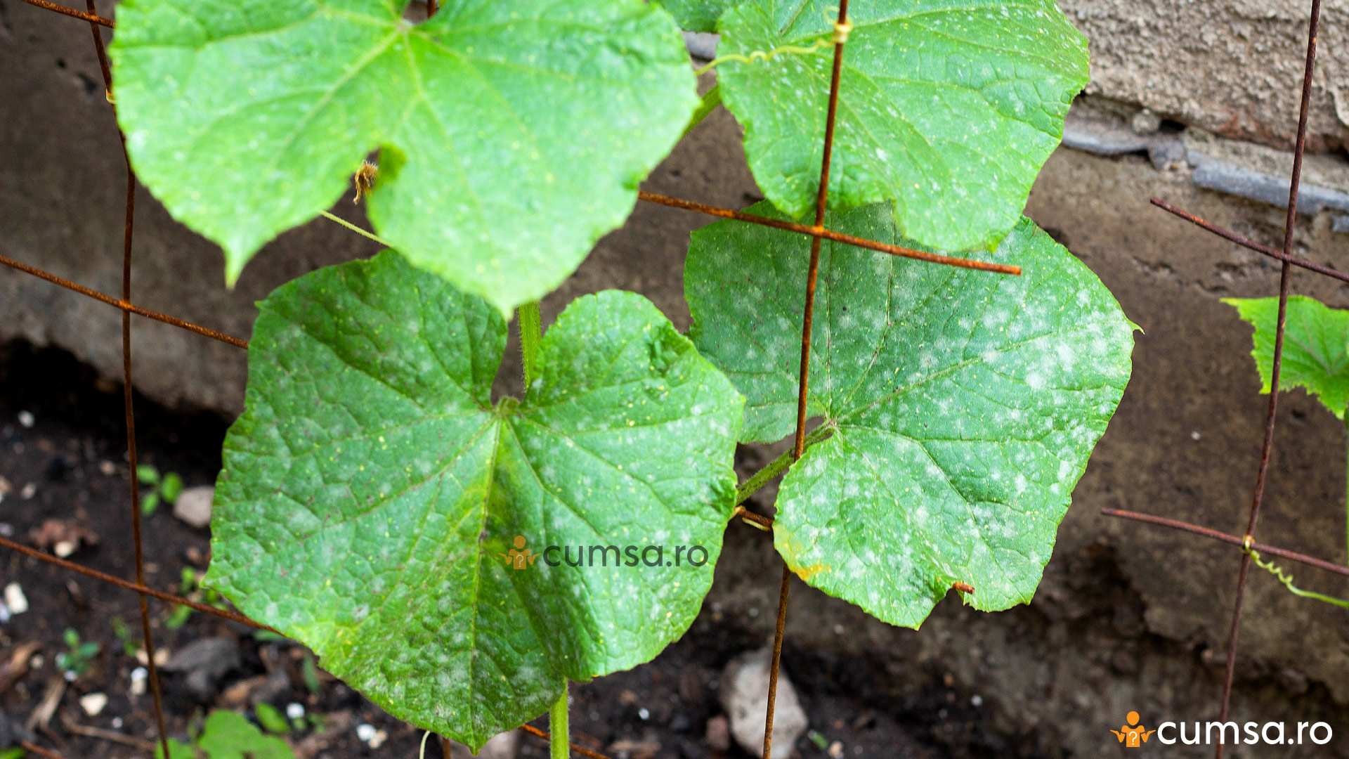 Cum sa combati fainarea la castraveti si ce tratament sa folosesti ...
