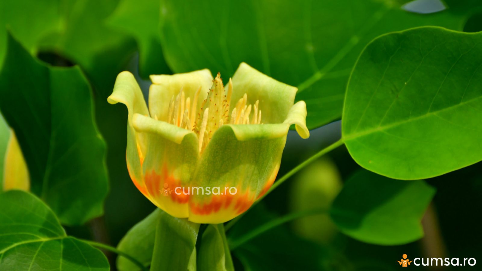 Cum sa cresti Arborele lalea. Inmultire, ingrijire, boli si daunatori ...