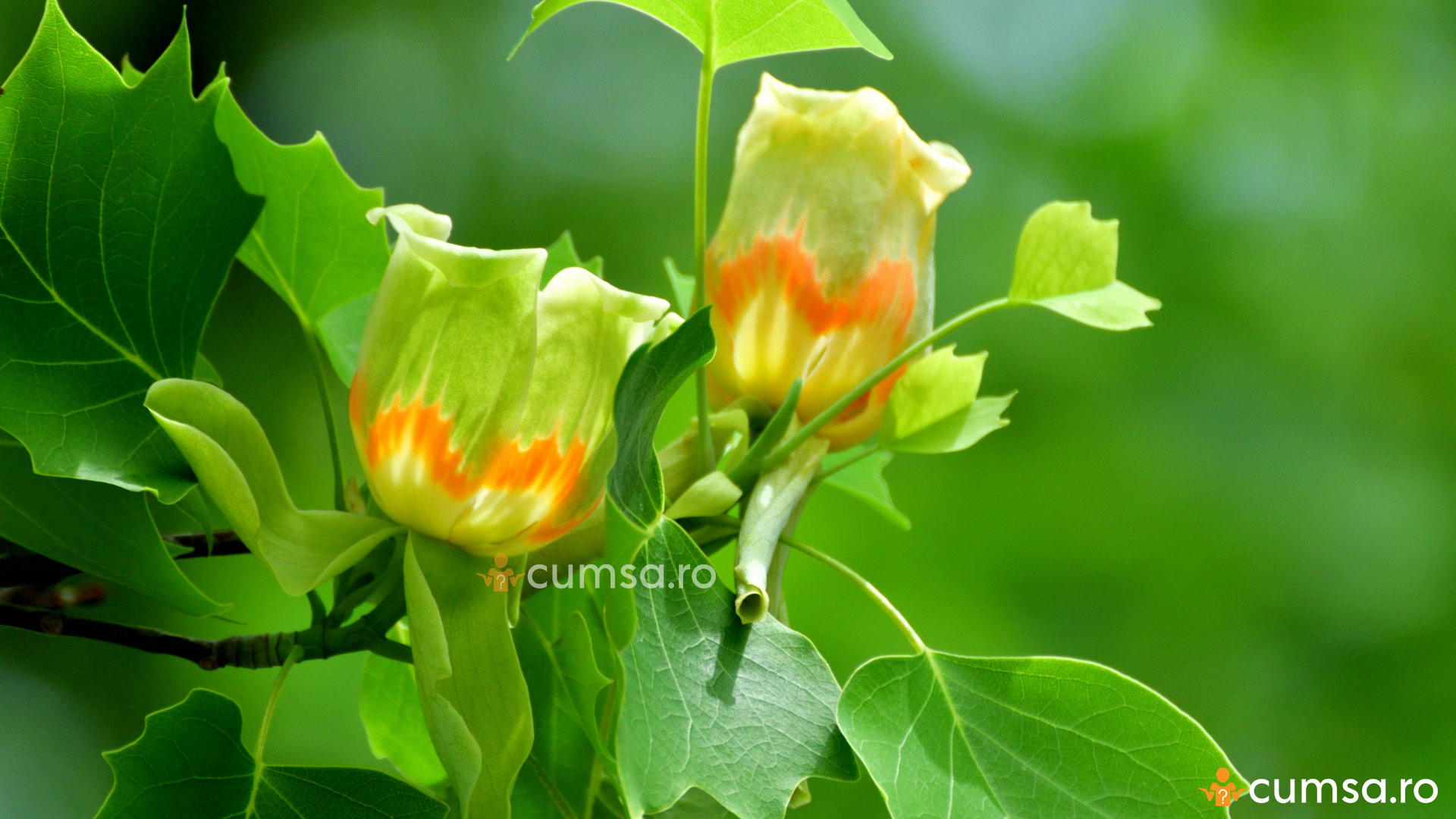 Cum sa cresti Arborele lalea. Inmultire, ingrijire, boli si daunatori ...