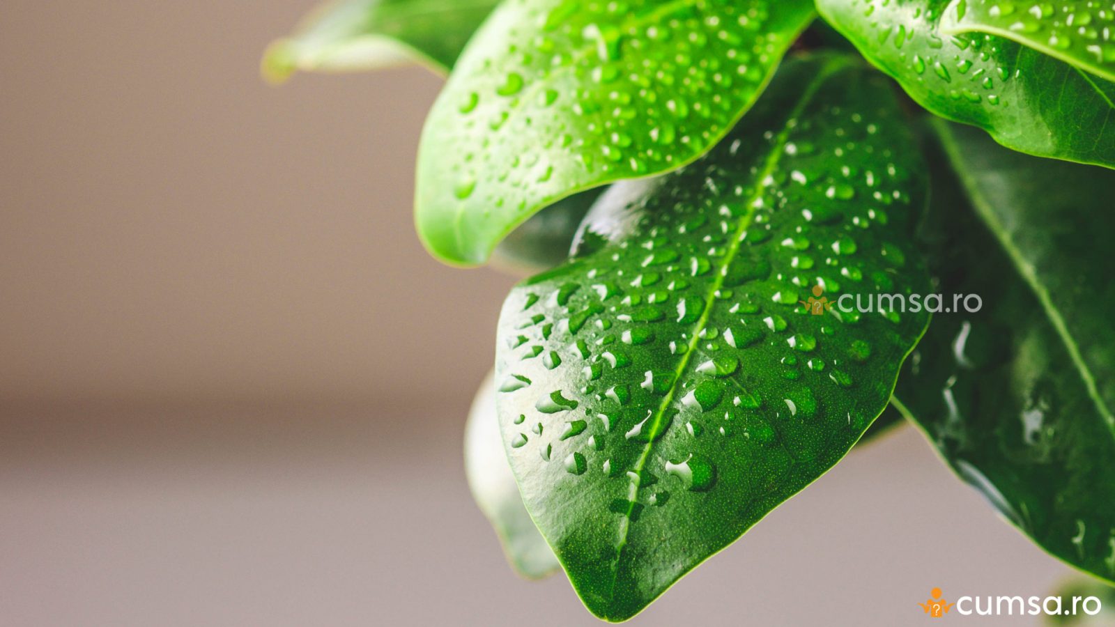 Cum sa cresti Ficus ginseng. Ingrijire, inmultire, boli si daunatori ...