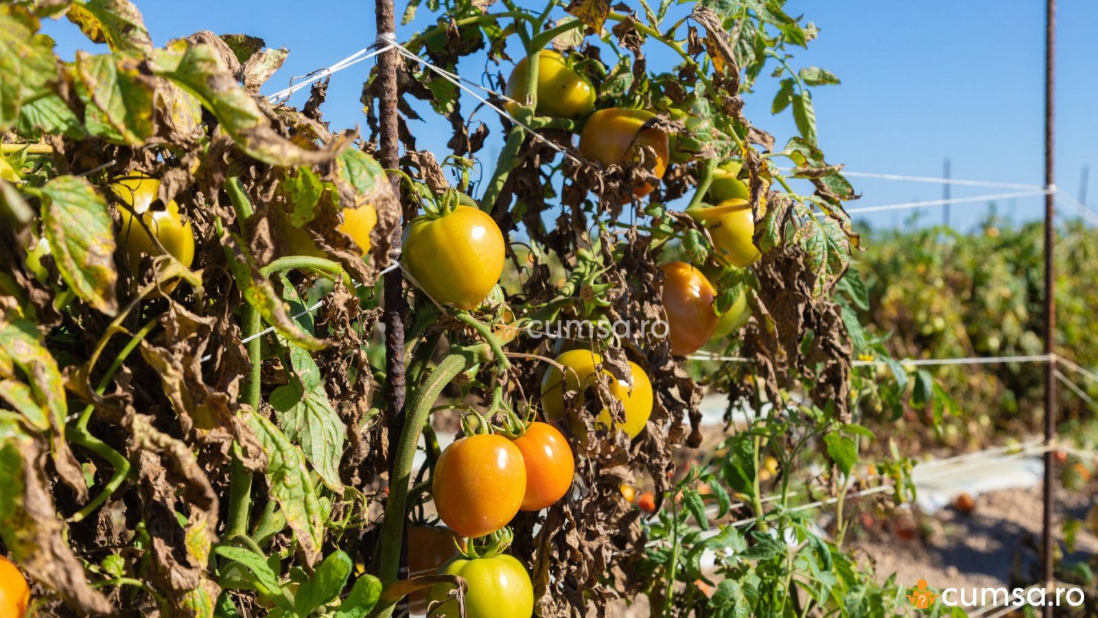 Frunze galbene la rosii. Cum sa combati si care sunt cauzele - cumsa.ro