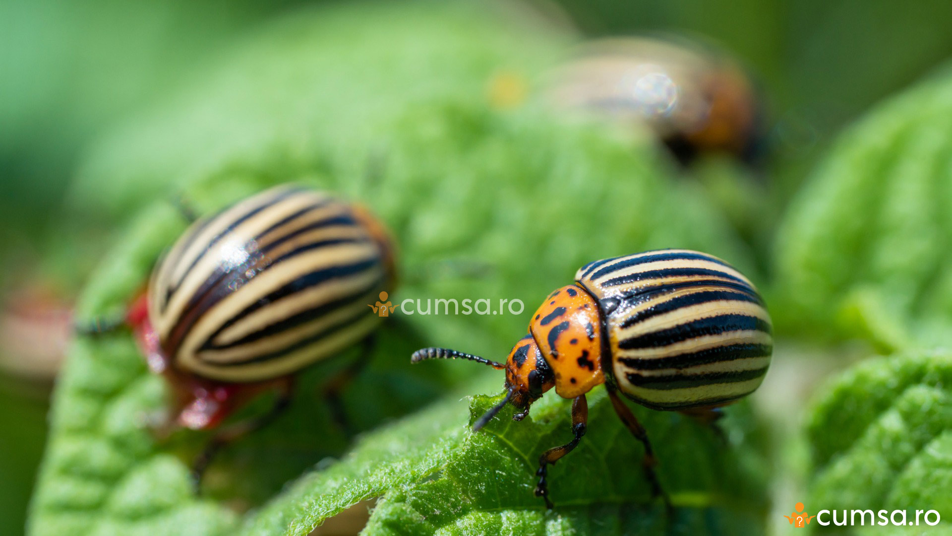 Cum sa combati gandacul de Colorado cu rosie salbatica - cumsa.ro