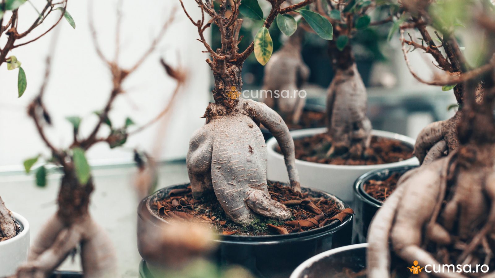 Cum sa cresti Ficus ginseng. Ingrijire, inmultire, boli si daunatori ...