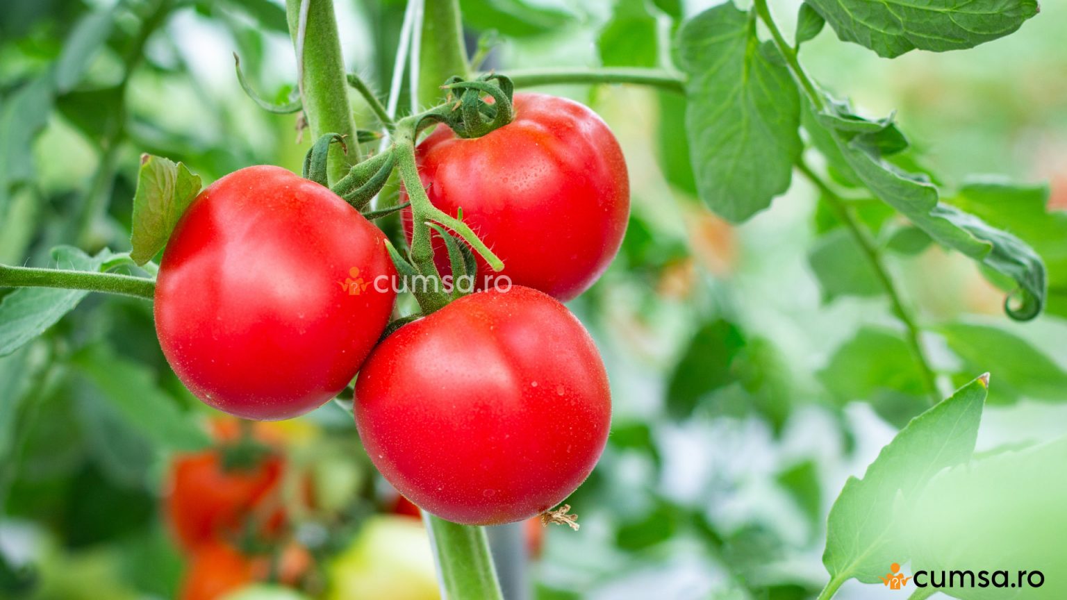 Greseli frecvente in cultivarea rosiilor. Cum sa obtii o recolta ...