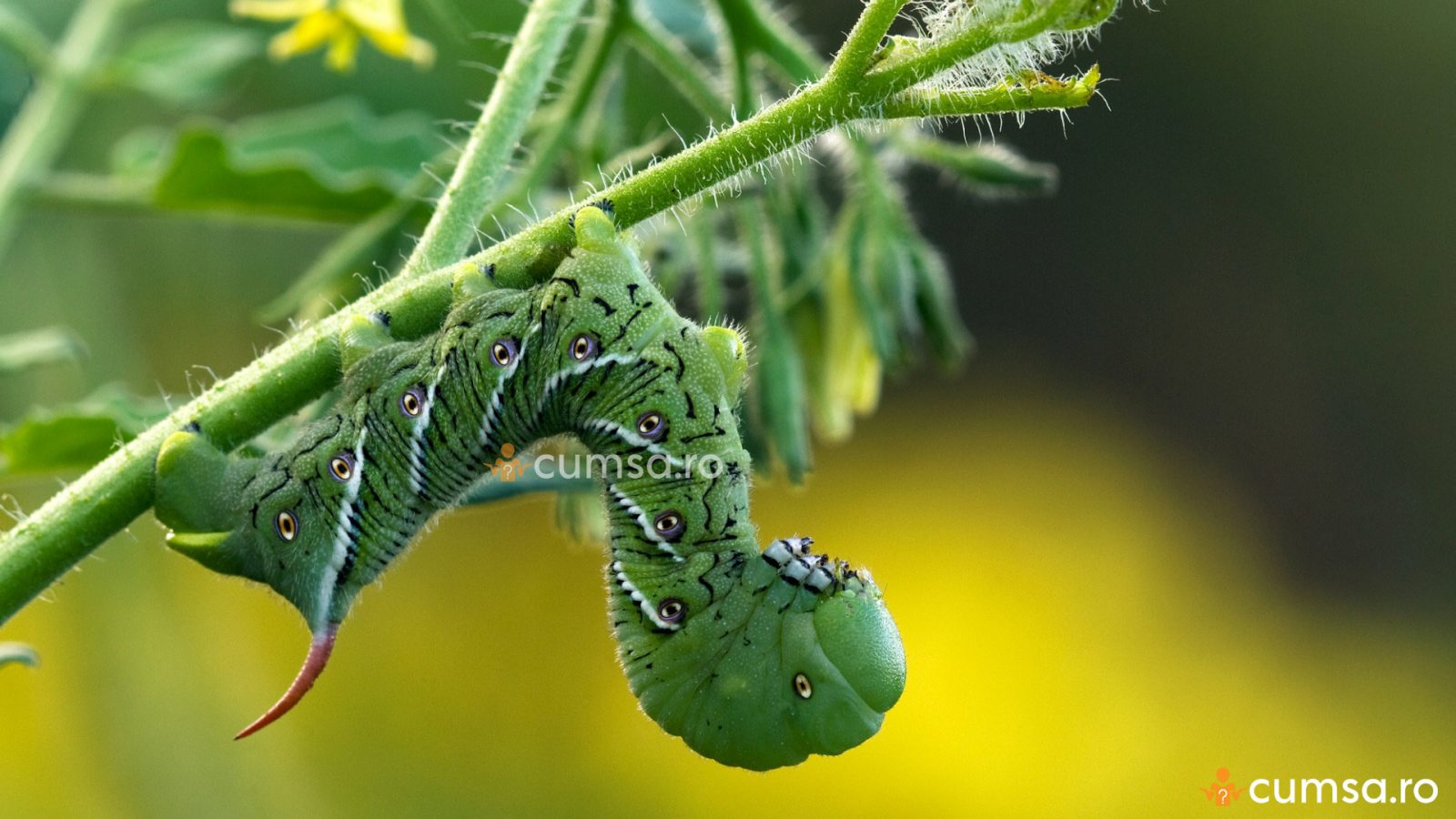Cum sa combati omida verde la rosii (Helicoverpa armigera) - cumsa.ro