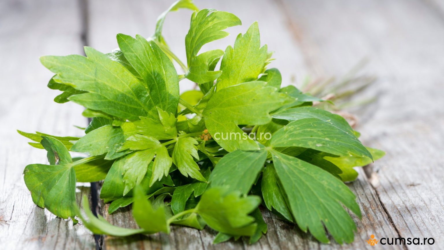 Cum sa cultivi leustean. Plantare, ingrijire, beneficii - cumsa.ro