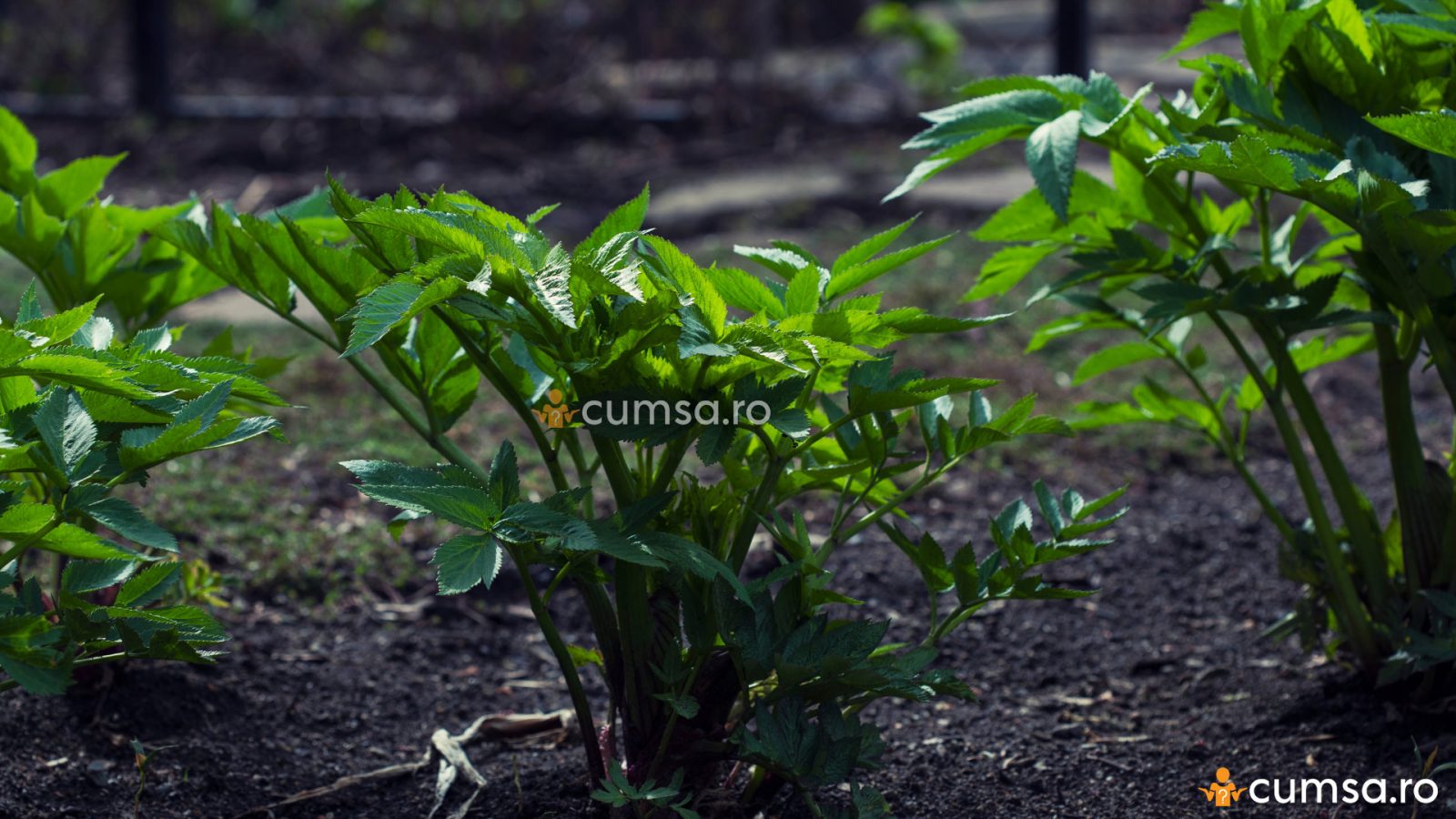 Cum sa cultivi leustean. Plantare, ingrijire, beneficii - cumsa.ro
