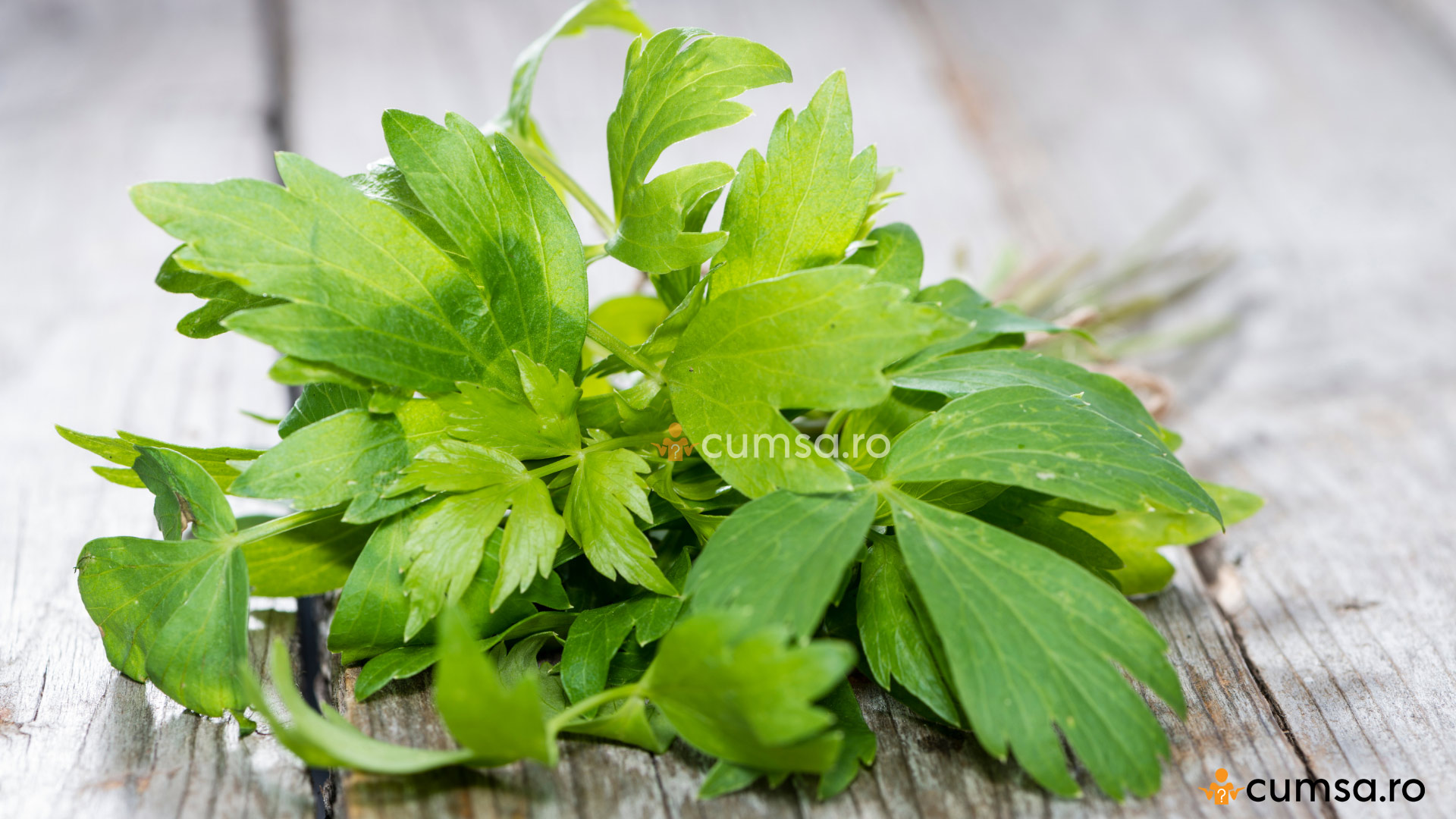 Cum sa cultivi leustean. Plantare, ingrijire, beneficii - cumsa.ro