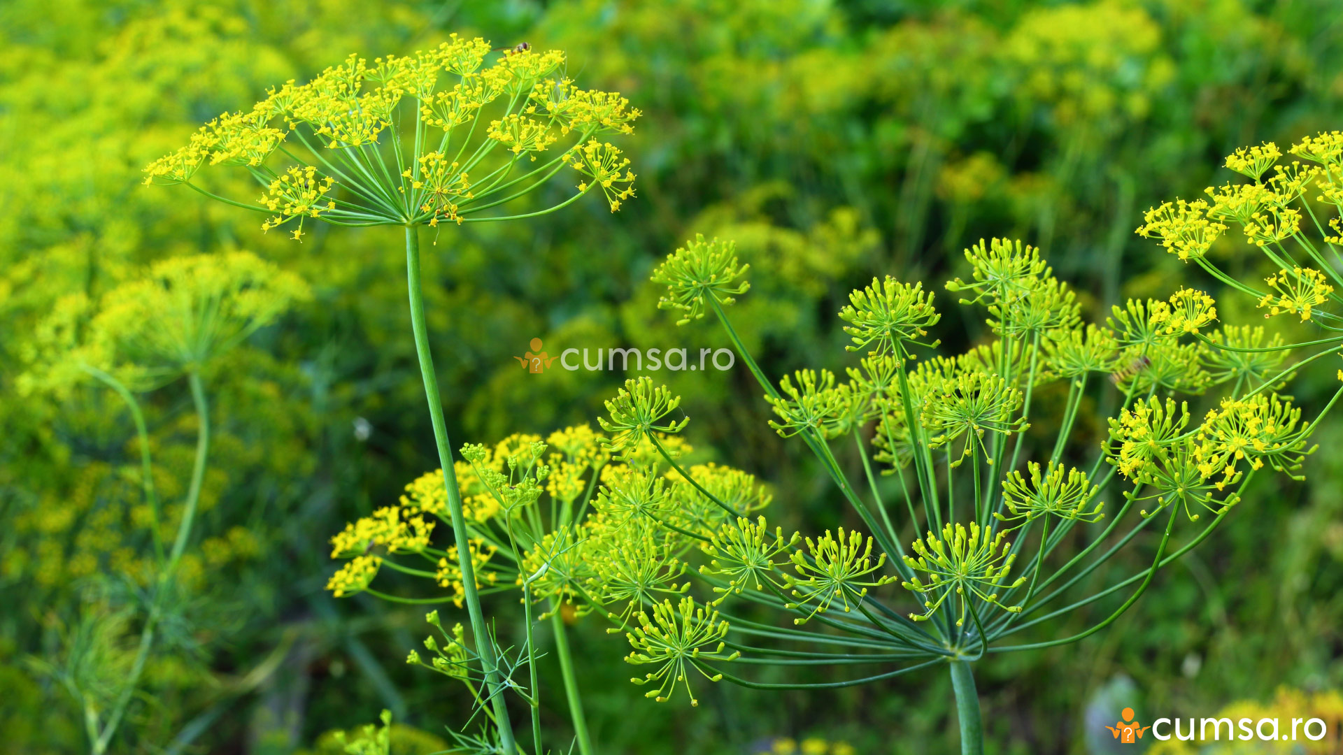 Cum sa cultivi marar. Beneficii, ingrijire, boli si daunatori - cumsa.ro