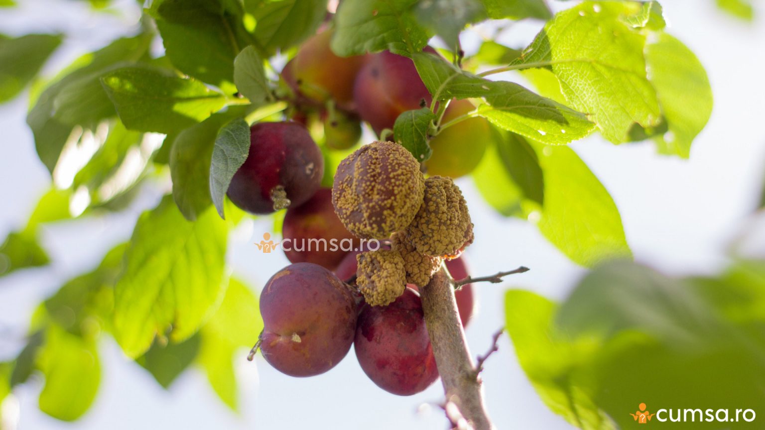 Monilioza la prun. Cum sa combati aceasta boala la pomii fructiferi ...