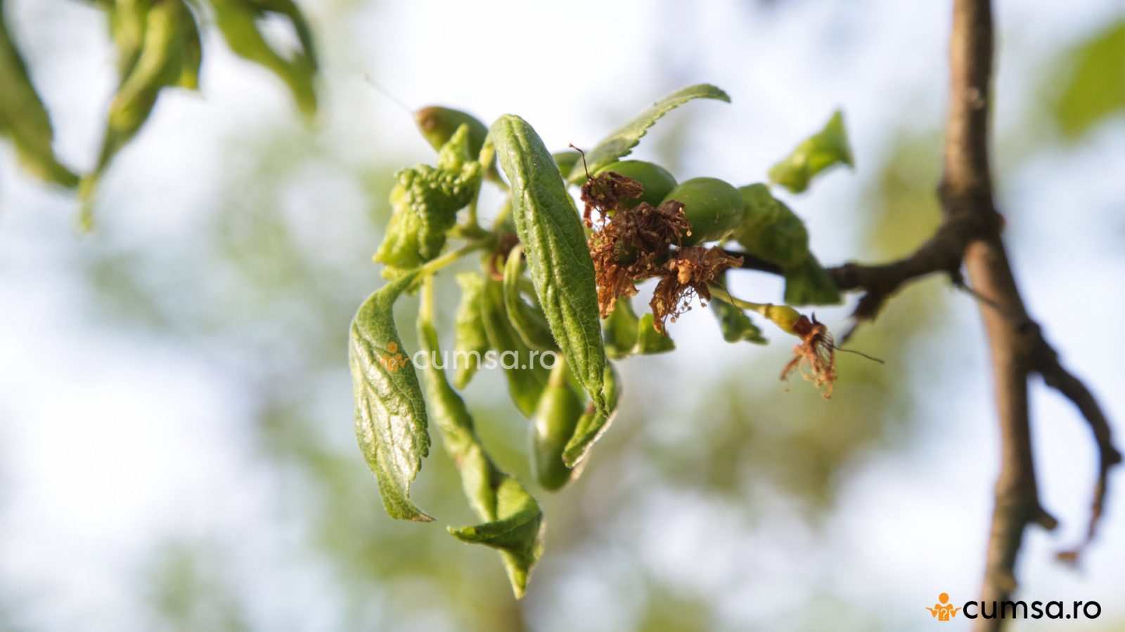 Monilioza la prun. Cum sa combati aceasta boala la pomii fructiferi ...