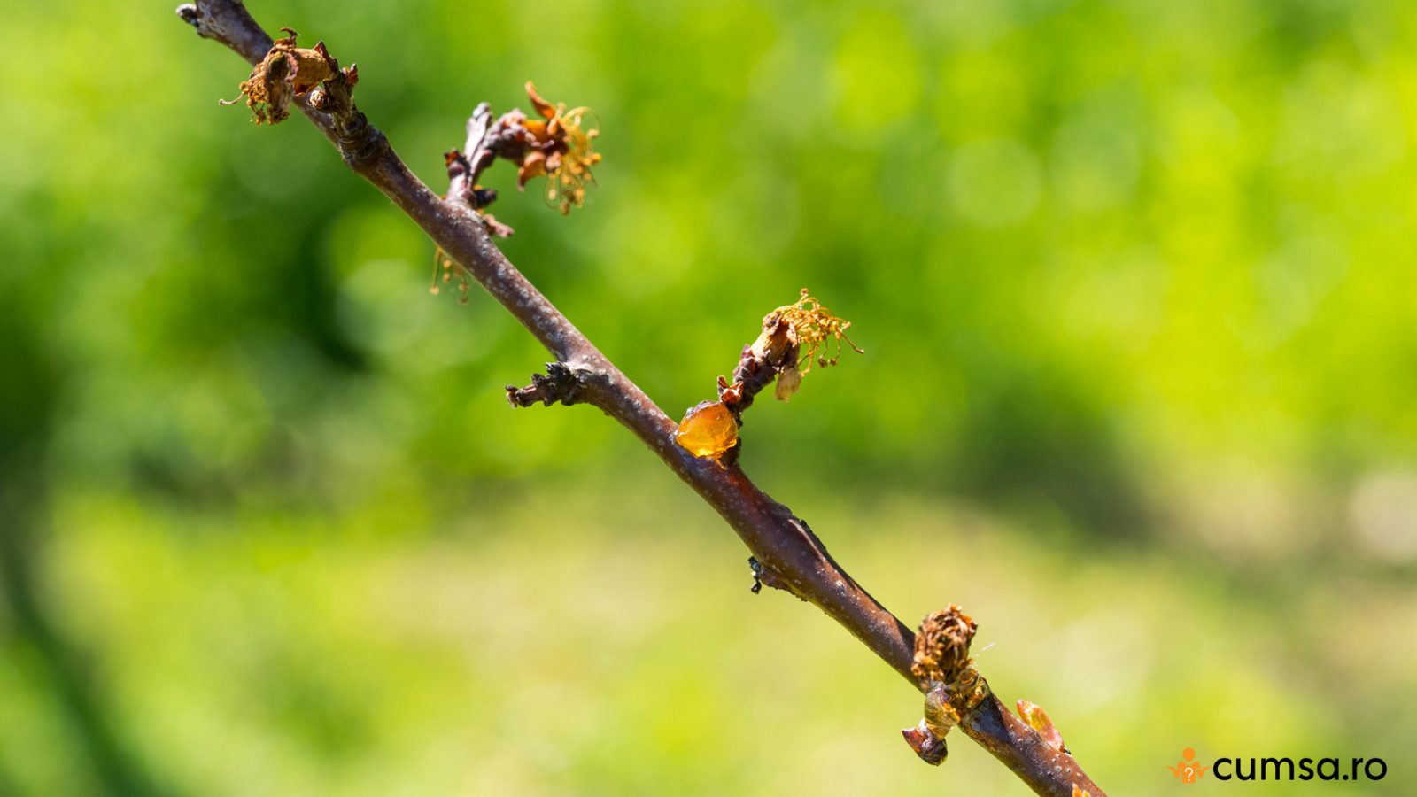Cum sa combati monilioza la cais si ce tratament sa aplici - cumsa.ro