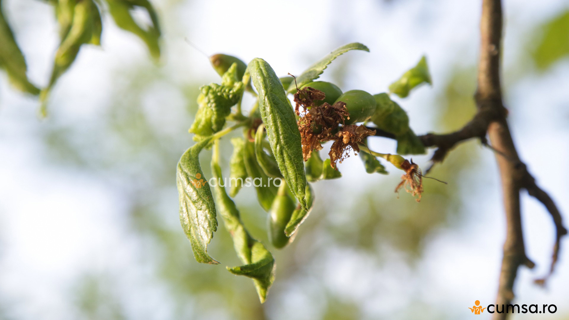 Monilioza la prun. Cum sa combati aceasta boala la pomii fructiferi ...