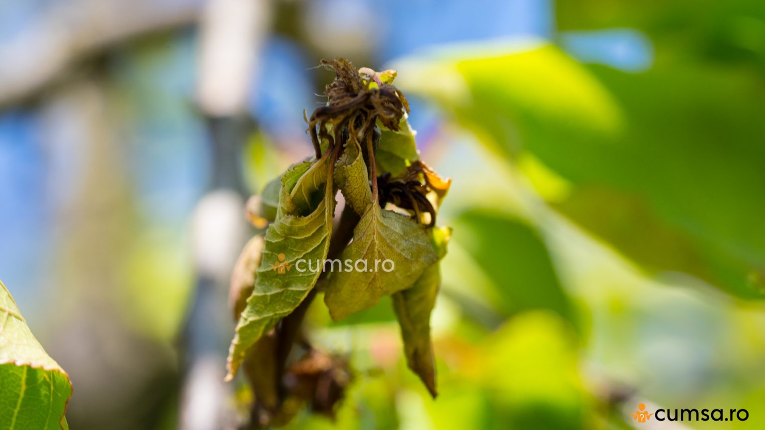 Cum sa combati monilioza la cais si ce tratament sa aplici - cumsa.ro