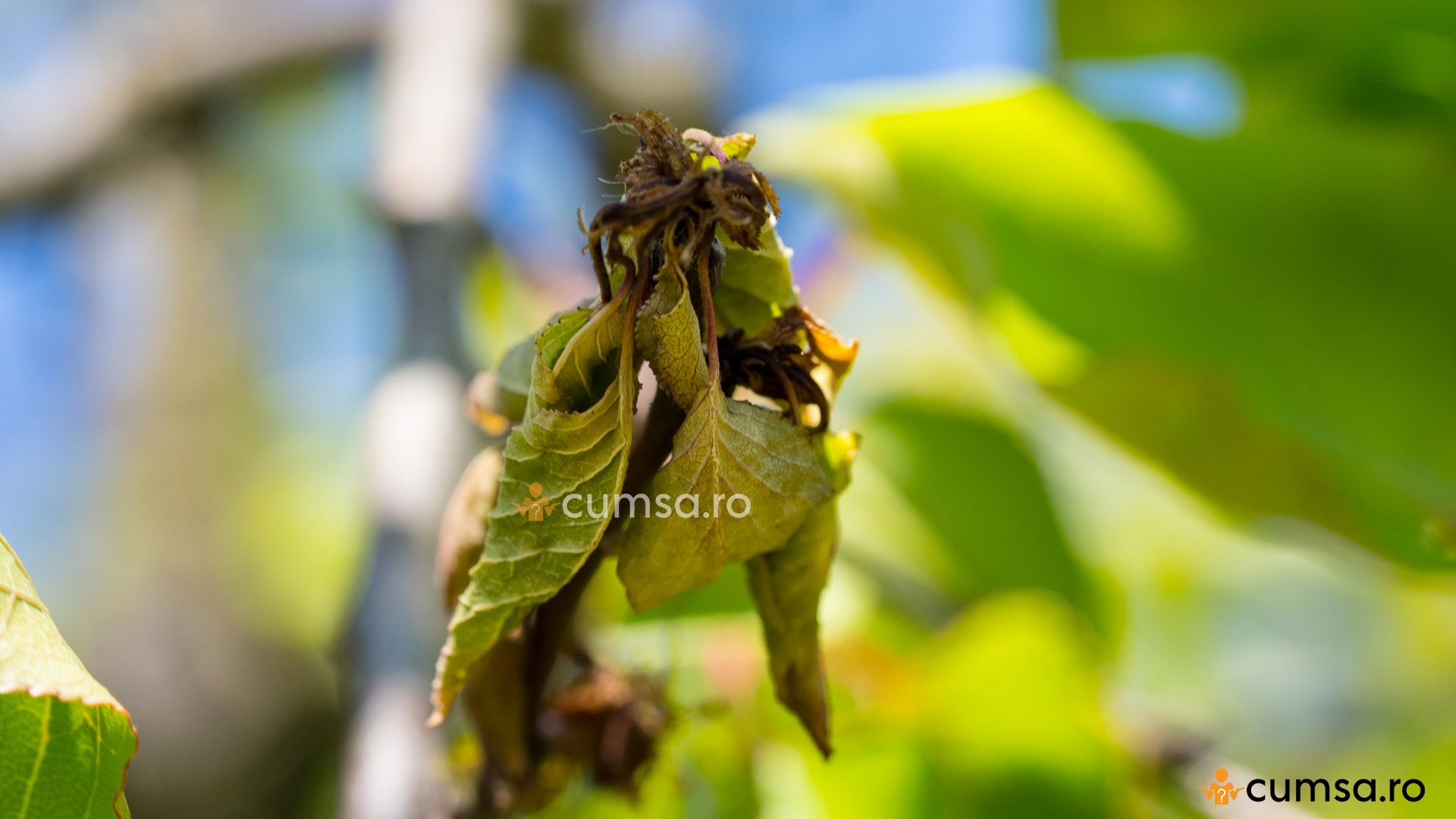 Cum sa combati monilioza la cais si ce tratament sa aplici - cumsa.ro
