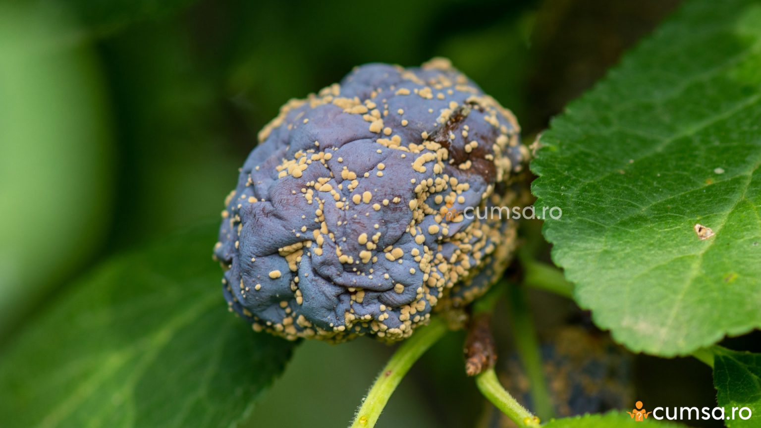 Monilioza la prun. Cum sa combati aceasta boala la pomii fructiferi ...