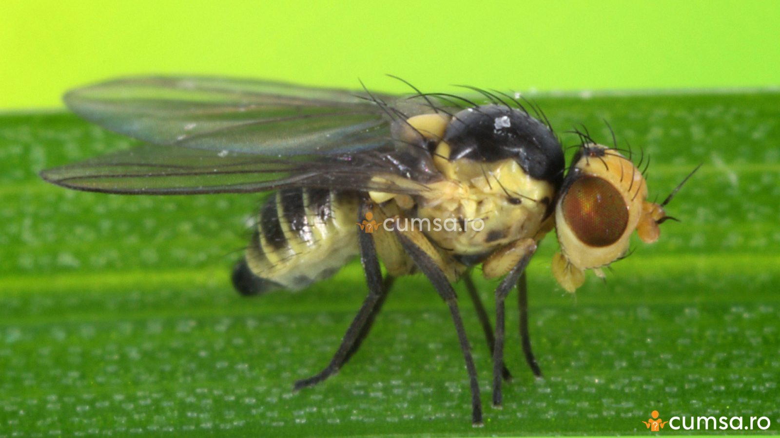 Cum sa combati musca miniera. Cum arata si ce tratament aplici? - cumsa.ro