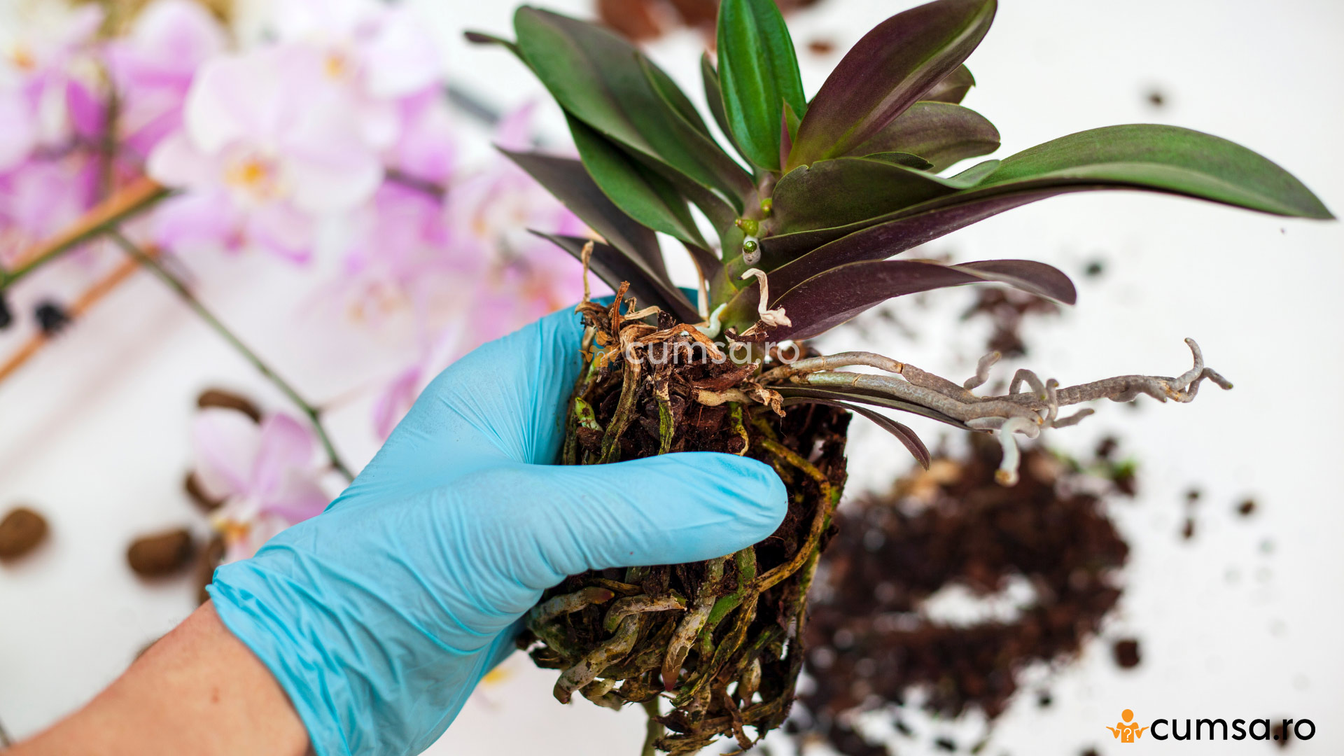 Cum sa salvezi o orhidee cu radacina putrezita. Cauze si tratament ...