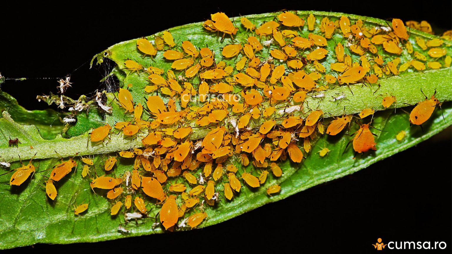 Paduchi la leandru. Cum sa ii combati si ce tratament aplici - cumsa.ro