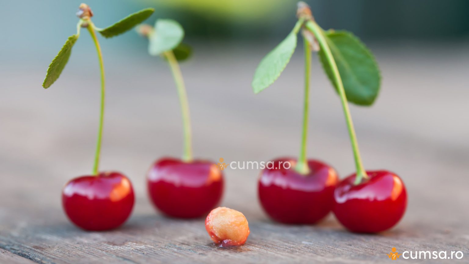 Plantare cires din sambure. Cum sa o faci in mod corect - cumsa.ro