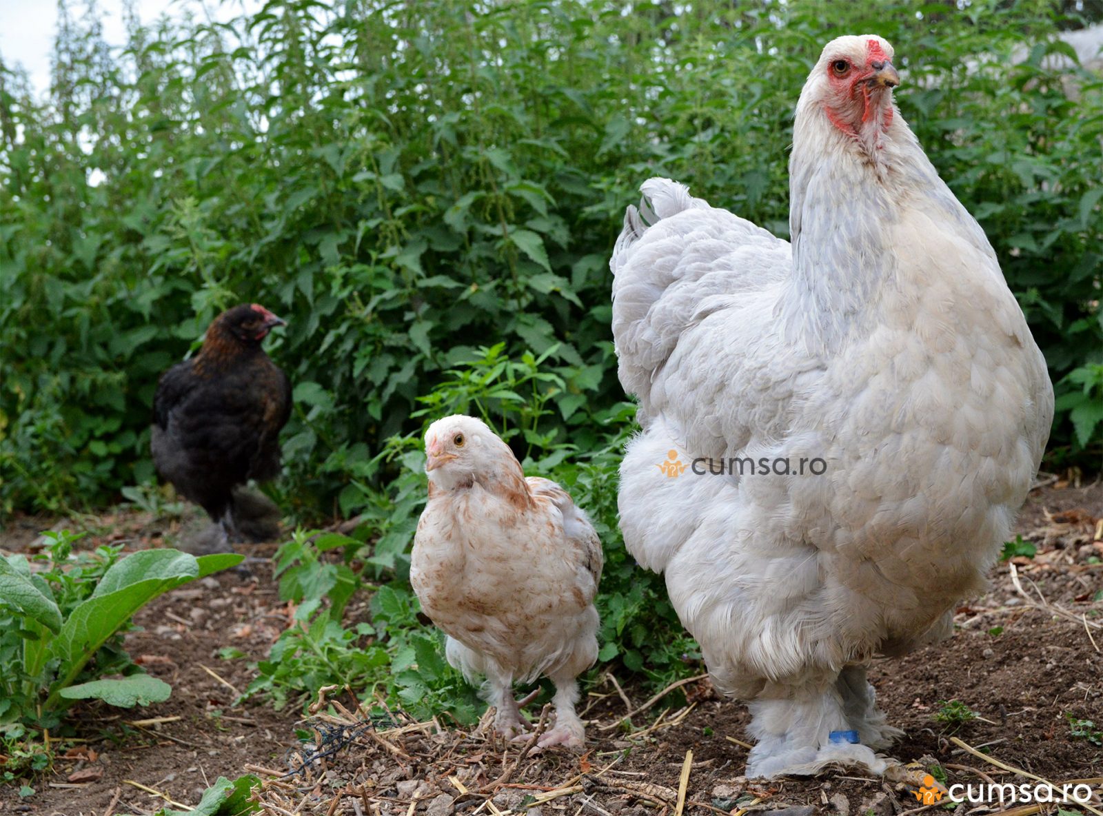 Cum sa cresti gaini Brahma si ce pret au aceste pasari - cumsa.ro