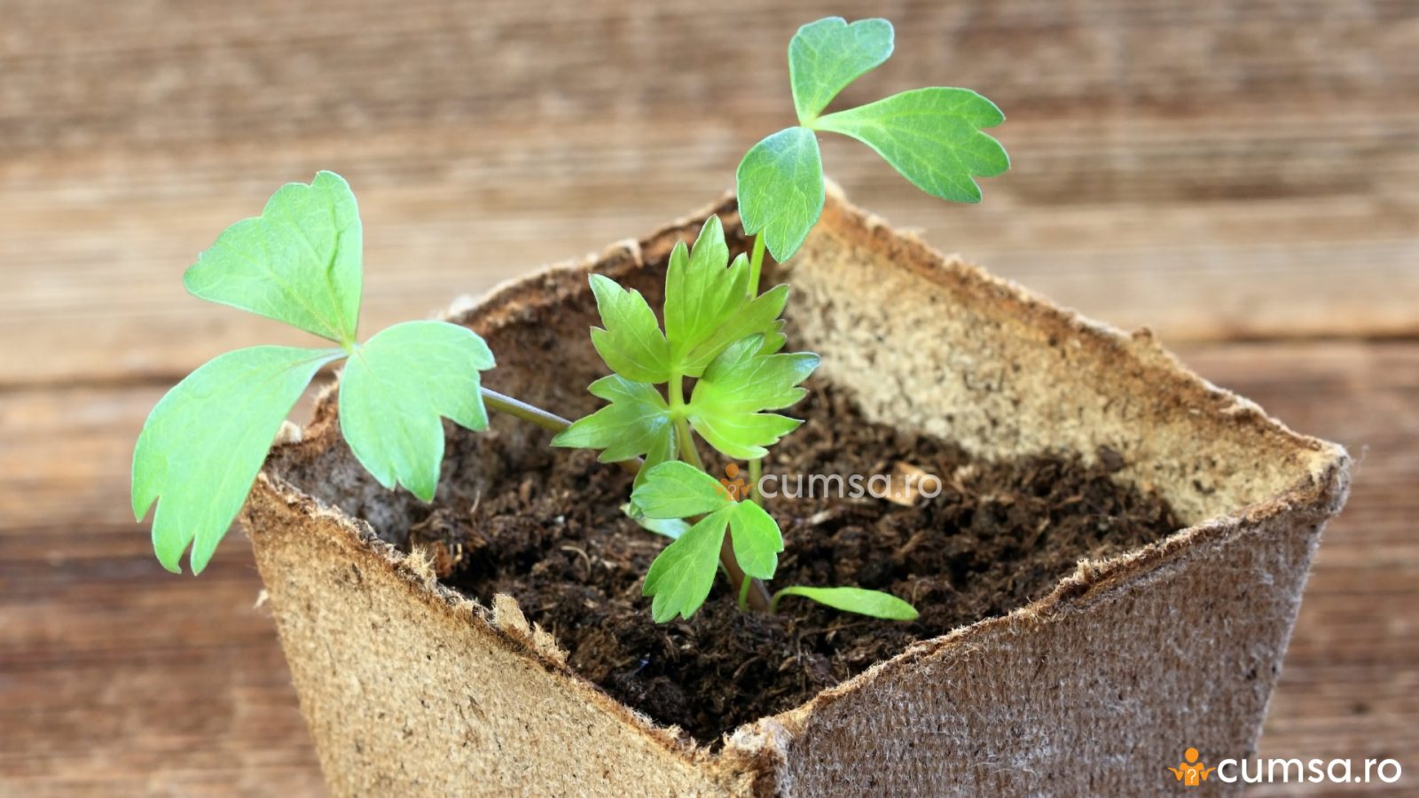 Cum sa cultivi leustean. Plantare, ingrijire, beneficii - cumsa.ro