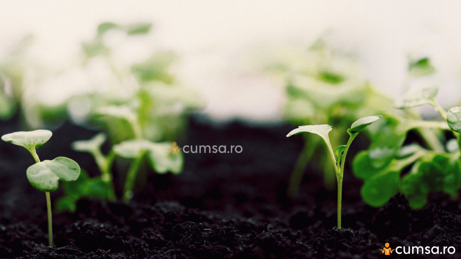 Cum sa cultivi varza kale. Beneficii, plantare, ingrijire, boli si ...