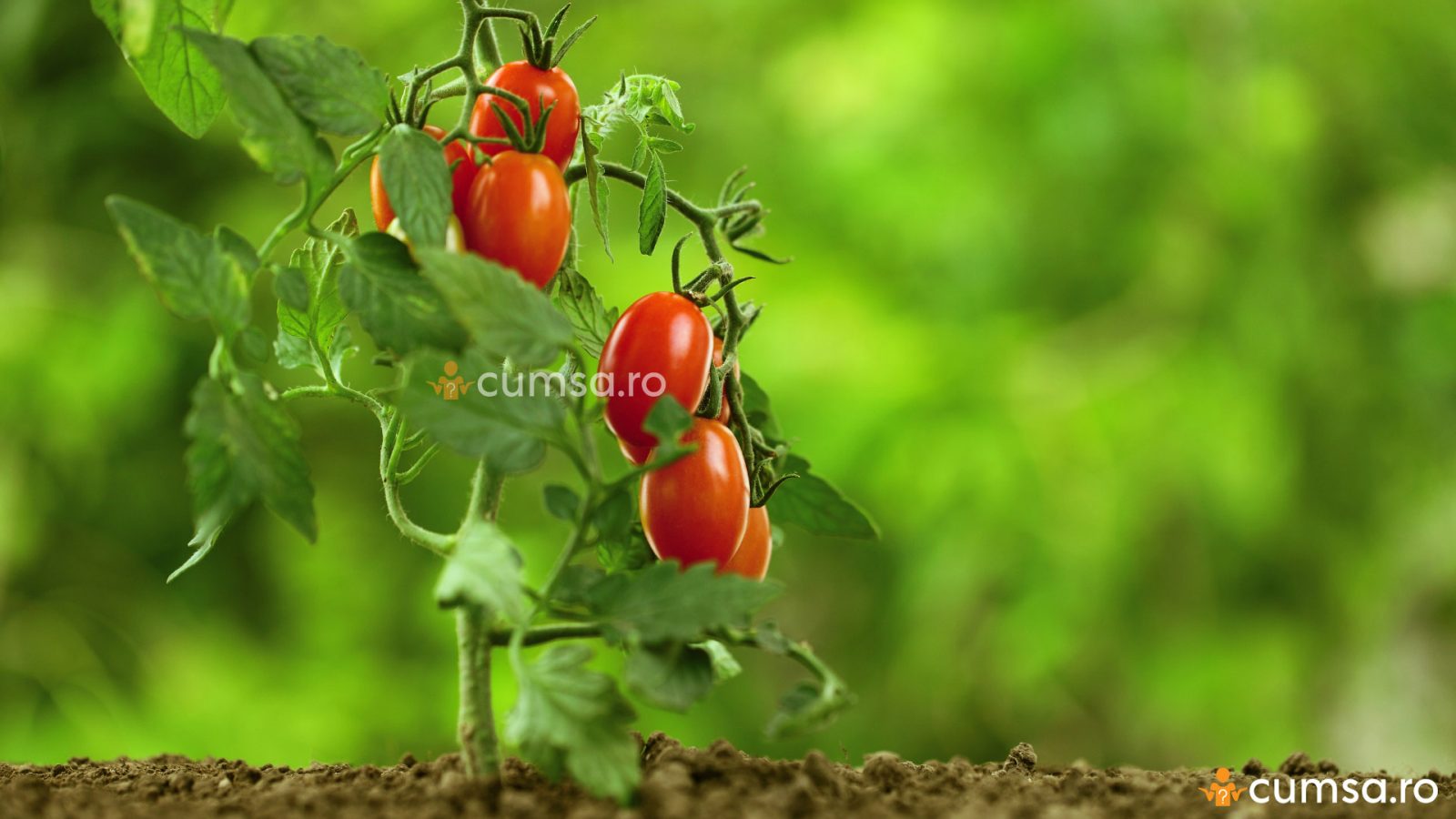 Greseli frecvente in cultivarea rosiilor. Cum sa obtii o recolta ...