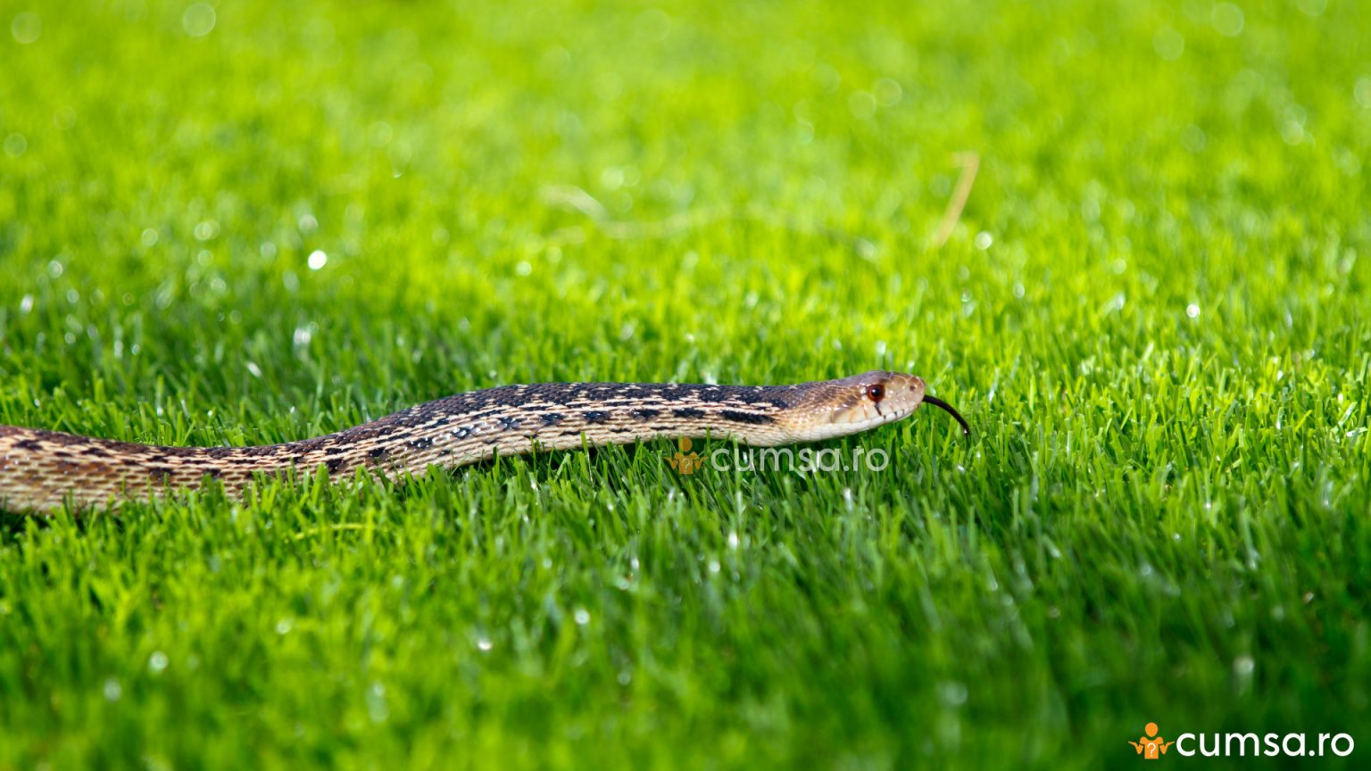 Cum sa scapi de serpi, care sunt cele mai bune solutii - cumsa.ro