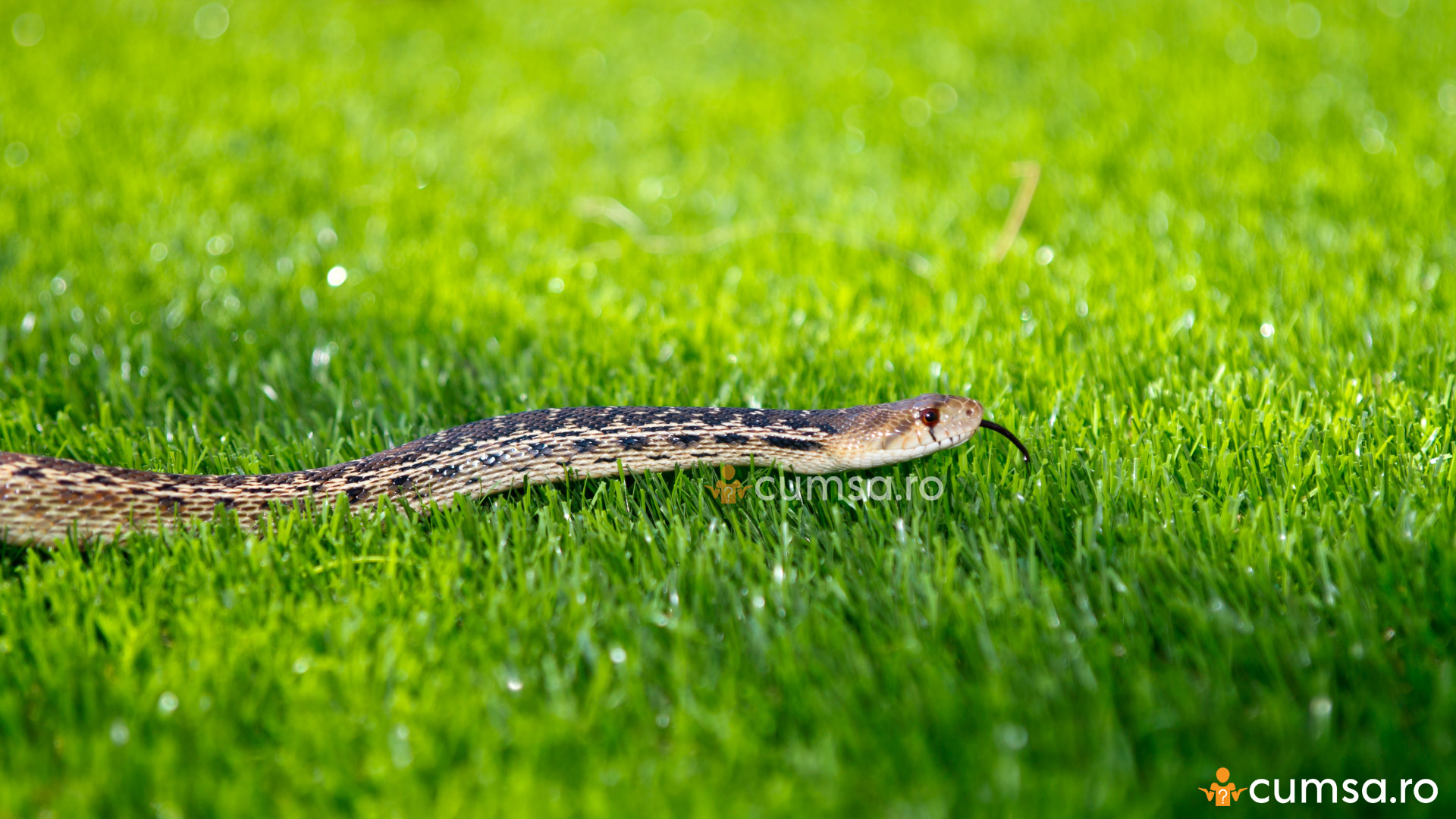 Cum sa scapi de serpi, care sunt cele mai bune solutii - cumsa.ro