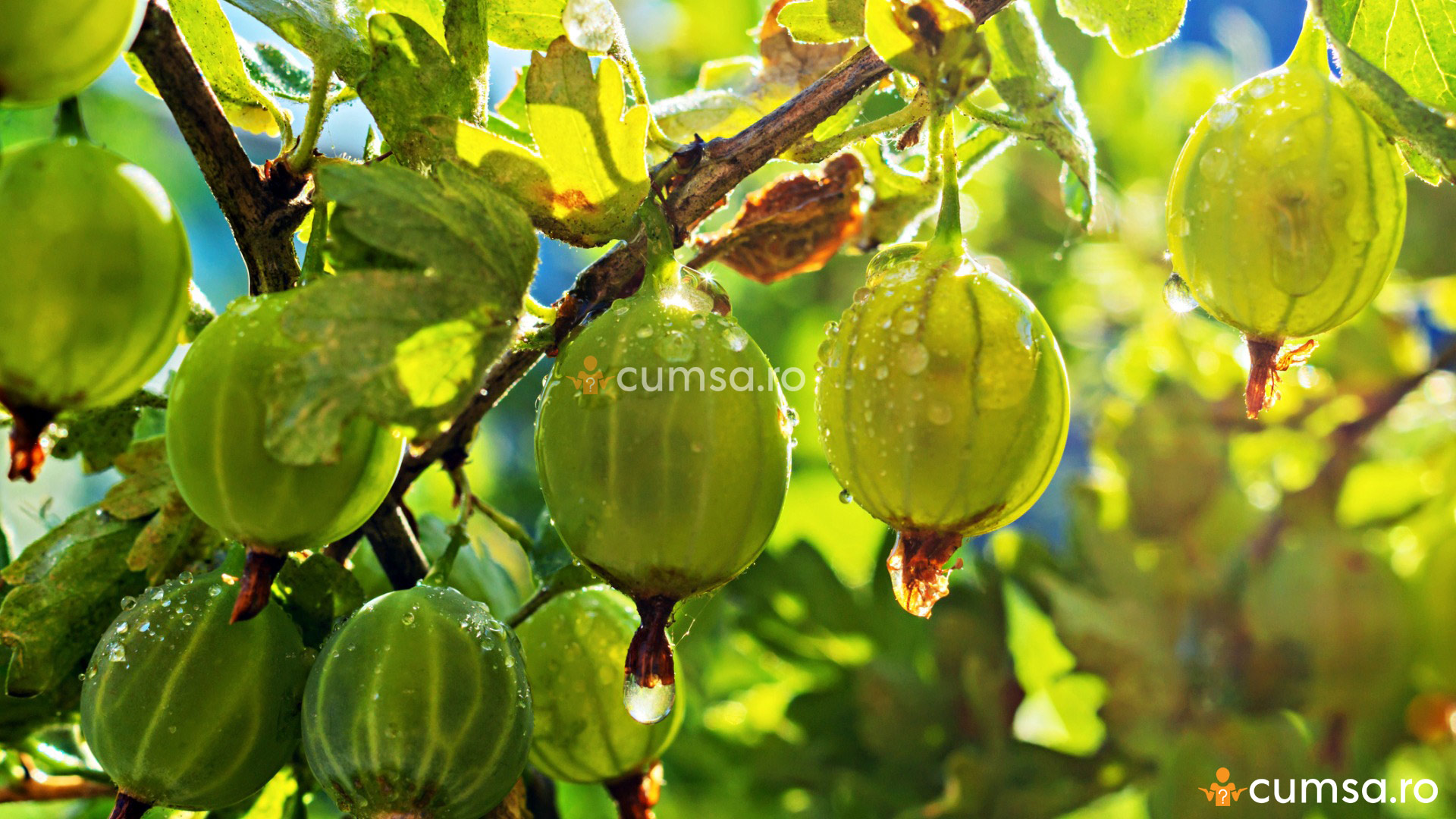 Schema tratamente agris. Cum sa tii bolile si daunatorii la distanta ...