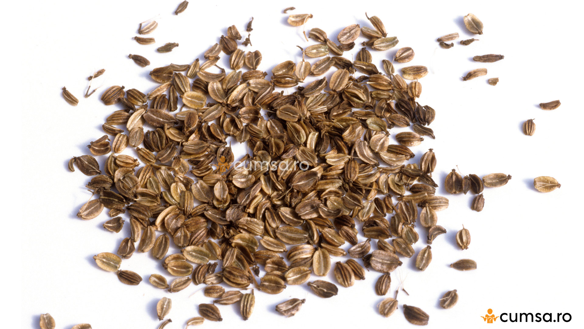 Cum sa cultivi leustean. Plantare, ingrijire, beneficii - cumsa.ro