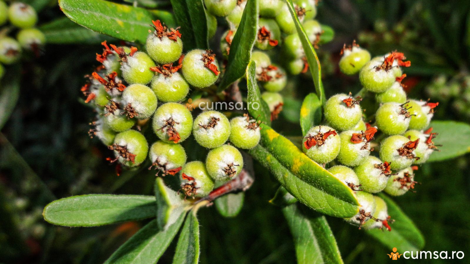 Cum sa cresti Floarea de hartie. Ingrijire, inmultire, boli si ...