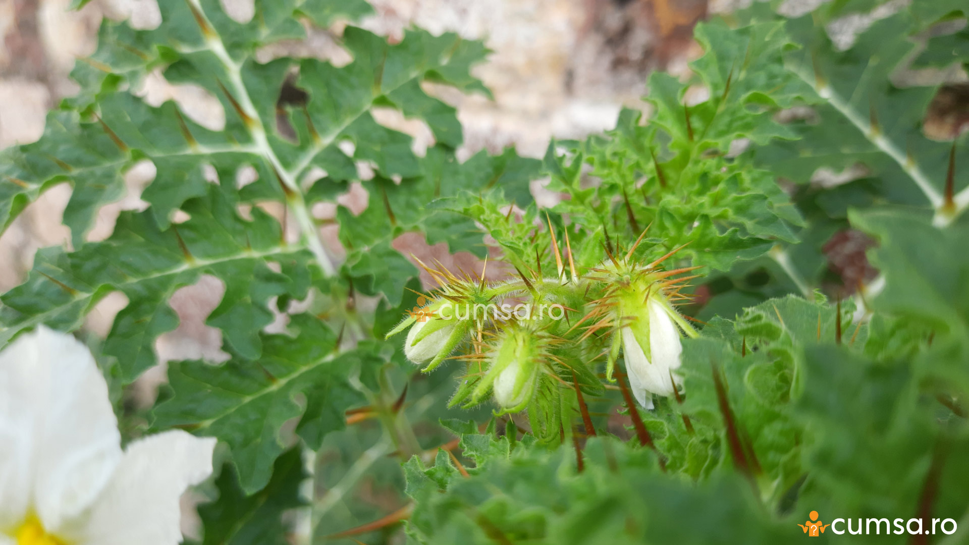 Cum sa combati gandacul de Colorado cu rosie salbatica - cumsa.ro