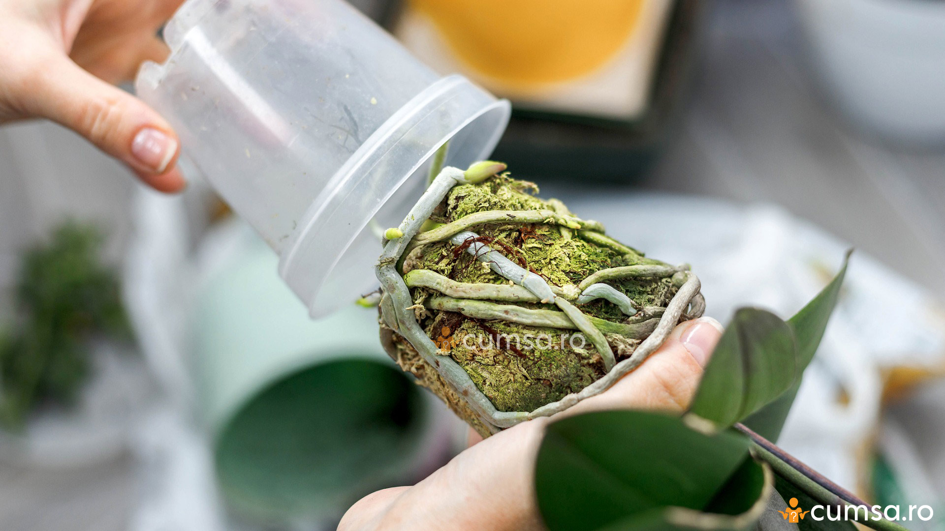 Cum sa salvezi o orhidee ofilita. Cauzele care duc la uscarea florii ...