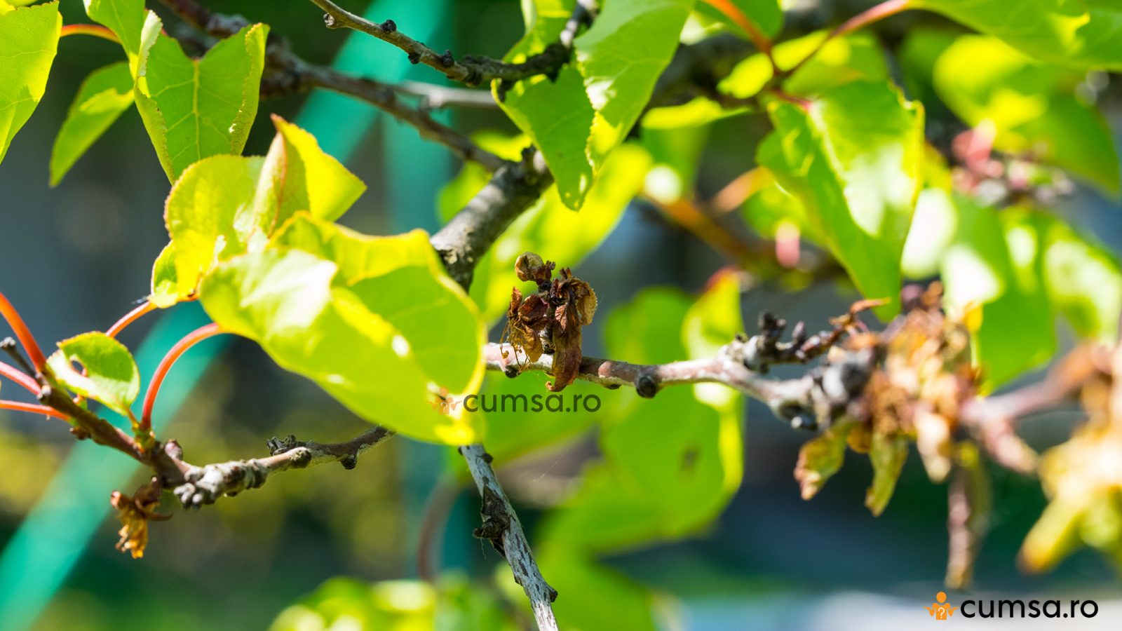 Cum sa combati monilioza la cais si ce tratament sa aplici - cumsa.ro