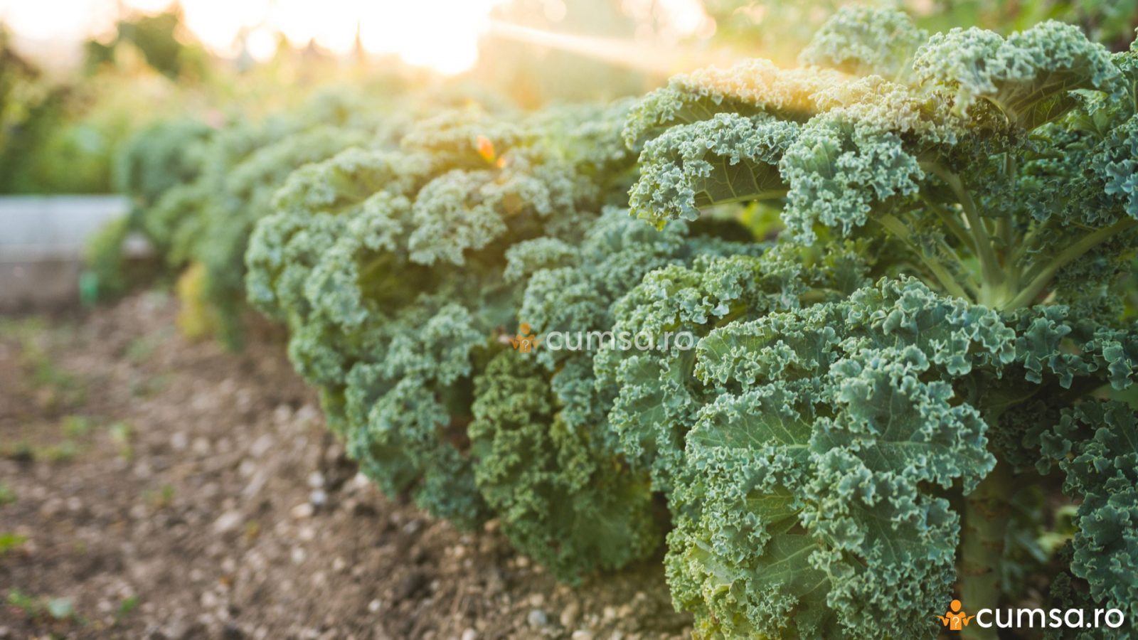 Cum sa cultivi varza kale. Beneficii, plantare, ingrijire, boli si ...