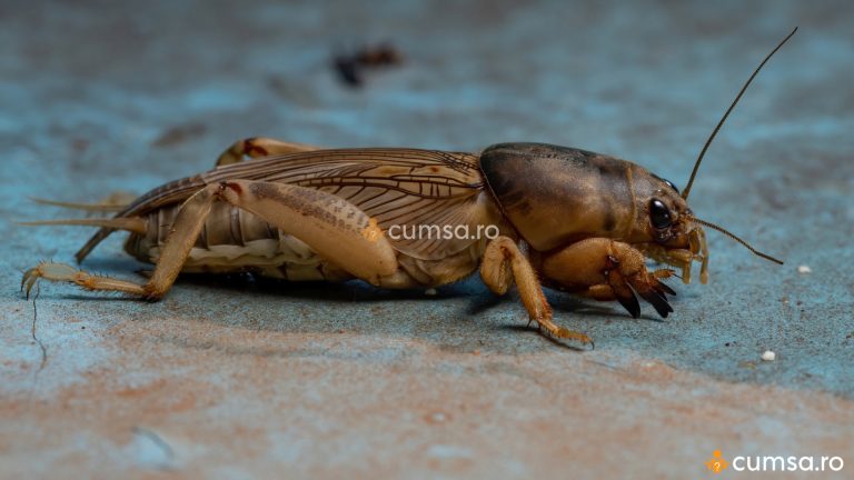 Cum sa scapi de coropisnite. Metode istete de combatere, 100% naturale ...