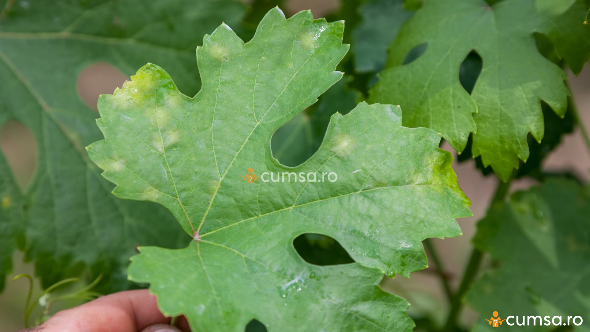 Cum sa combati fainarea vitei de vie. Ce tratamente sa aplici - cumsa.ro