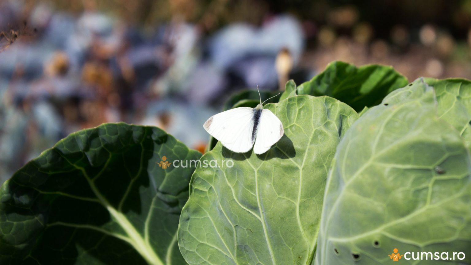 Cum sa combati fluturele alb al verzei si ce tratamente sa aplici ...