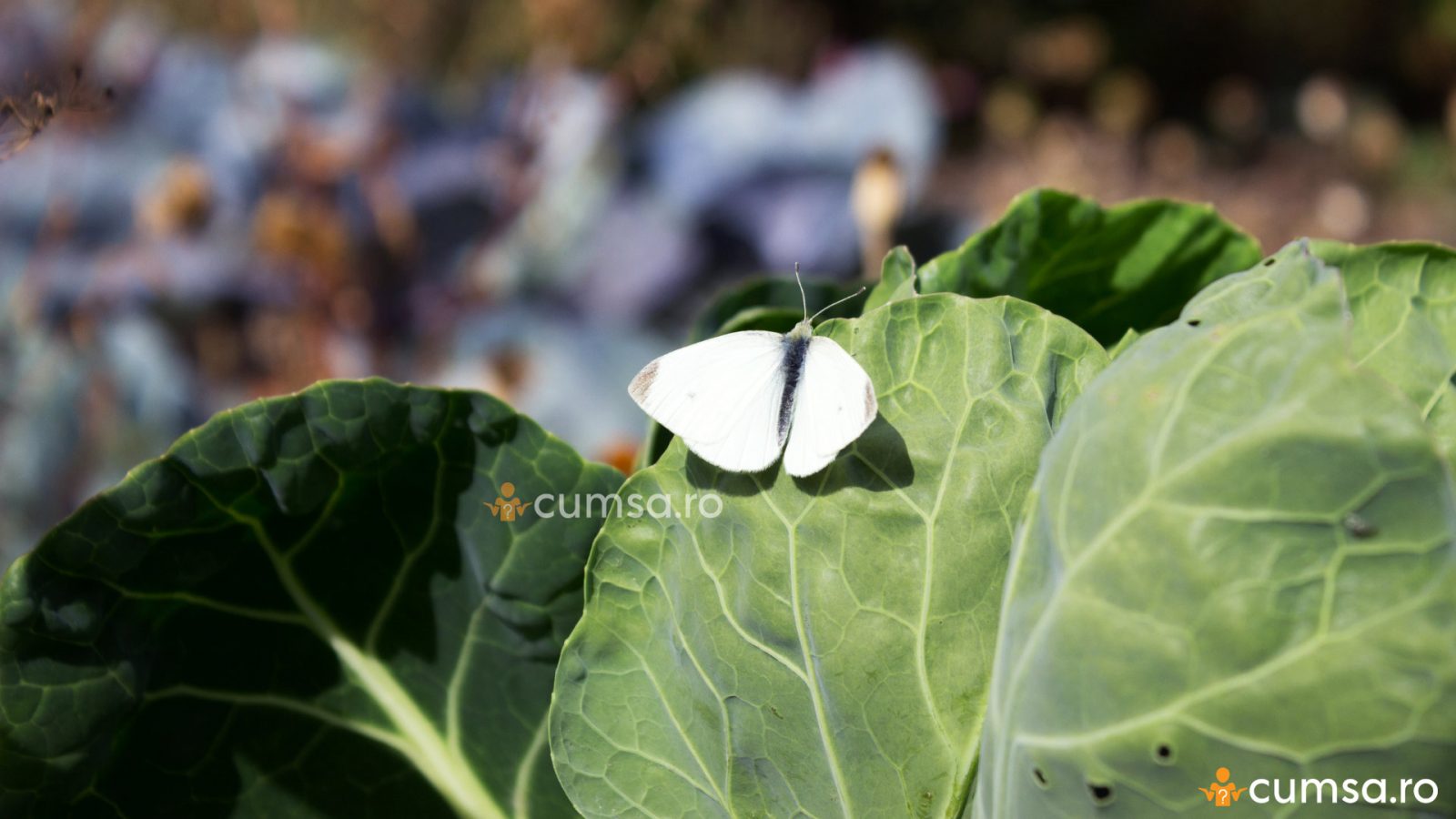 Cum sa combati fluturele alb al verzei si ce tratamente sa aplici ...