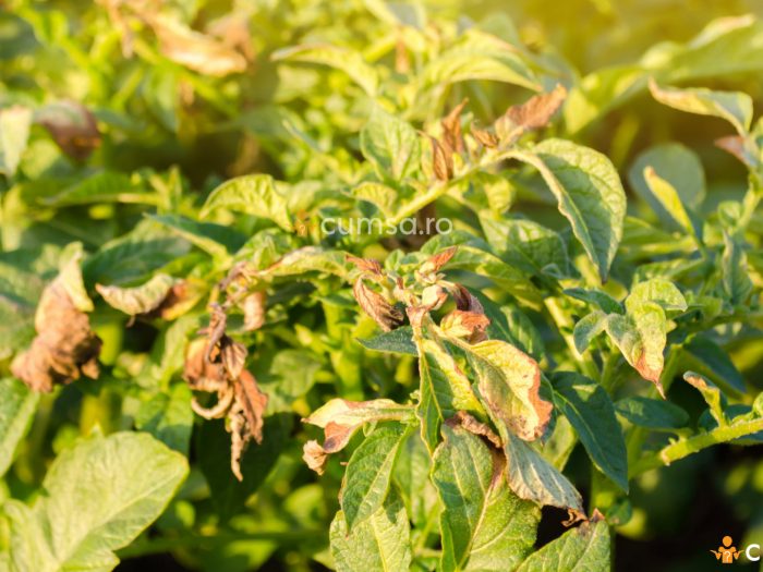 Fungicide sistemice pentru tomate. Cum sa combati mana rosiilor - cumsa.ro