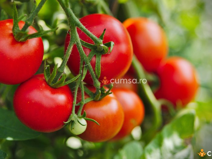 Stropirea rosiilor cu lapte. Cum sa aplici acest tratament in gradina ...