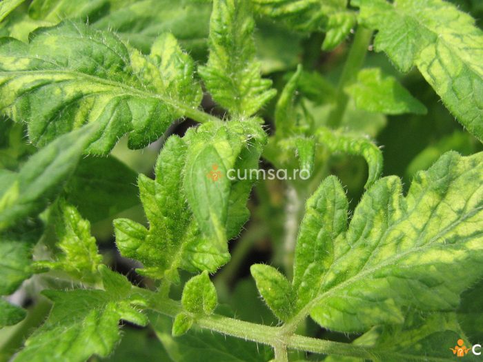 Stropirea rosiilor cu lapte. Cum sa aplici acest tratament in gradina ...