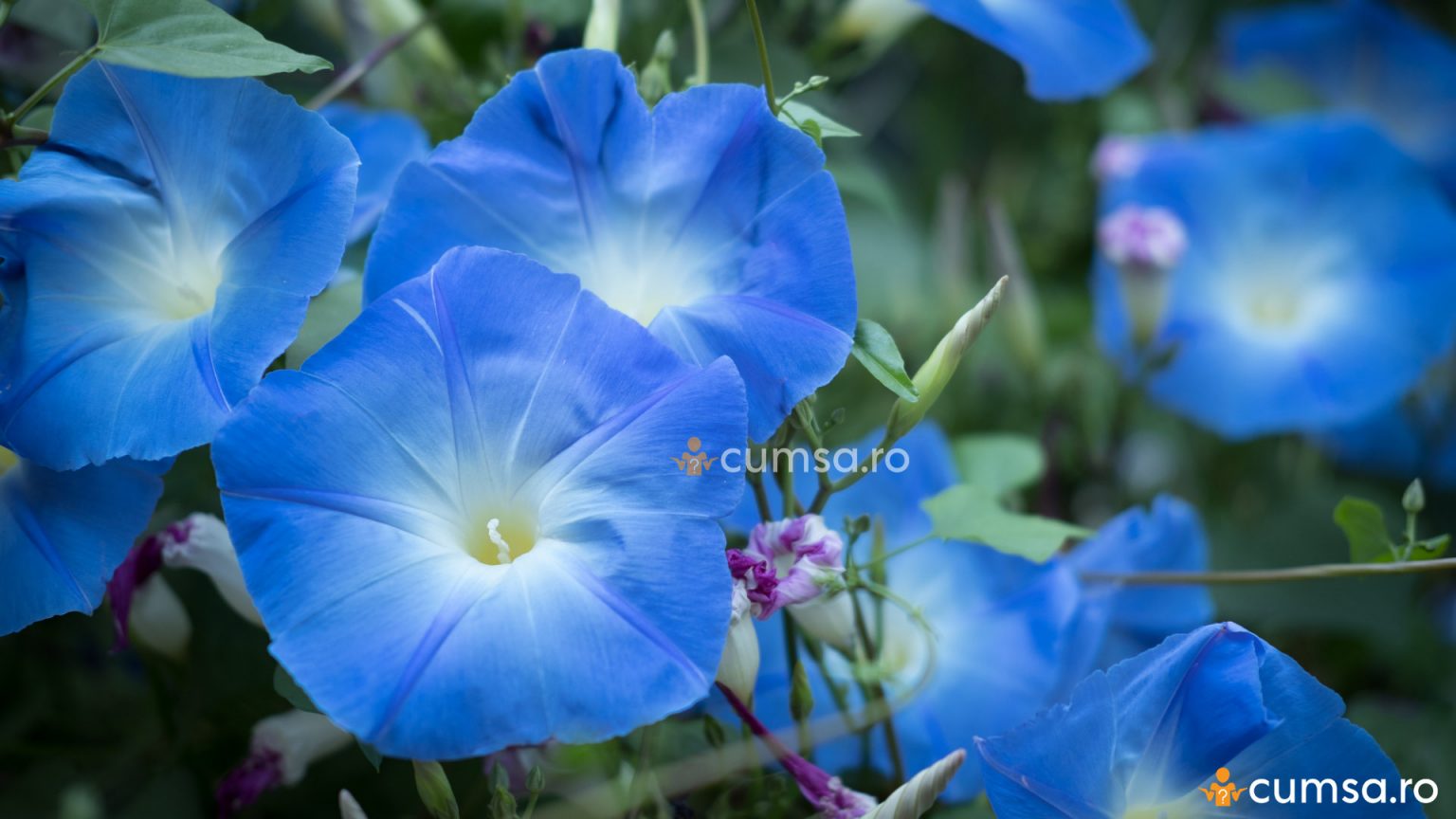 Cum sa cresti Zorele. Ingrijire, inmultire, boli si daunatori - cumsa.ro