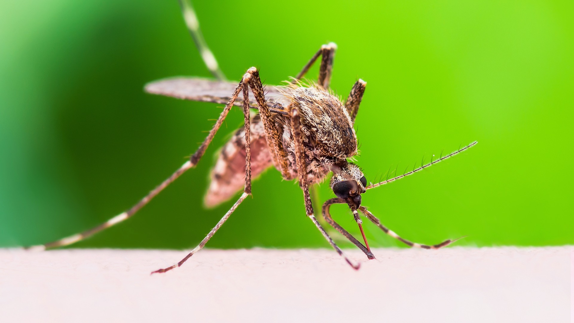 Cum sa folosesti o solutie anti tantari facuta in casa. 10 idei - cumsa.ro